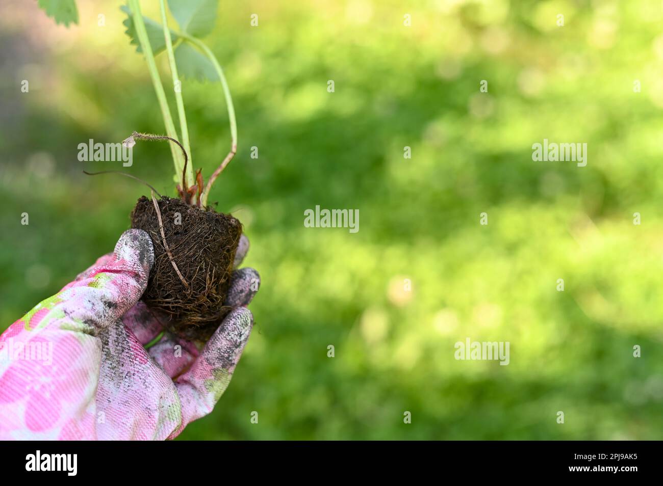 a strawberry seedling with roots in the hands of a female gardener. The concept of organic ...