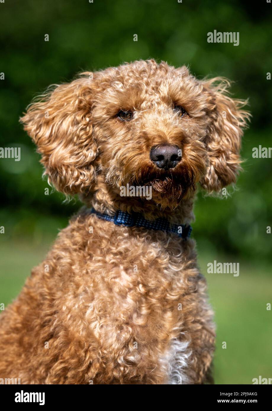 Labradoodle posing for photographs hi-res stock photography and images ...