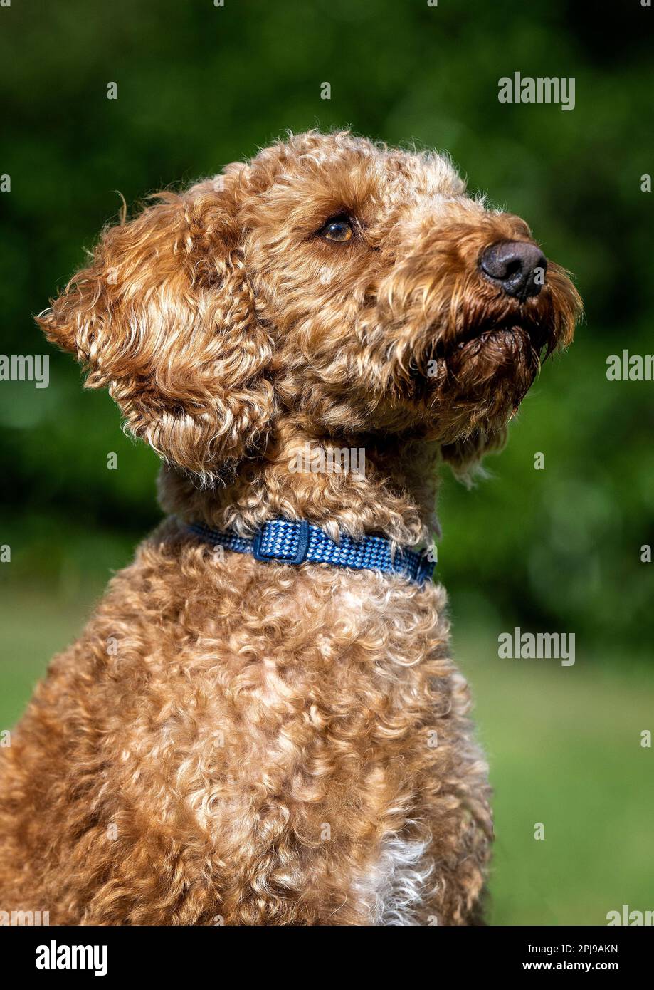Labradoodle posing for photographs hi-res stock photography and images ...