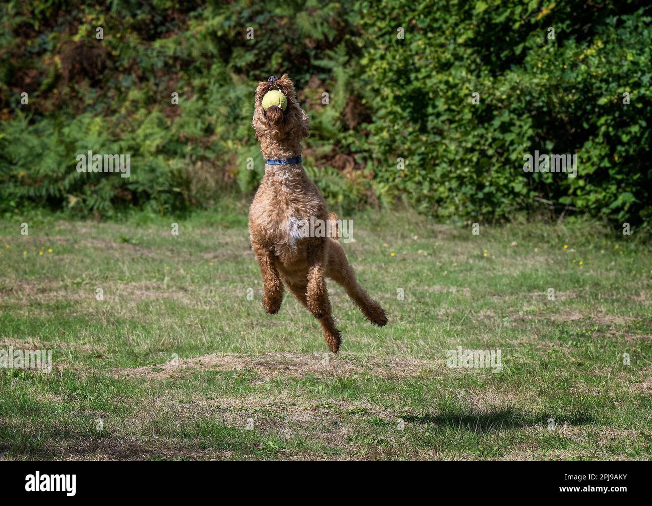 Portrait of a labradoodle in an field hi-res stock photography and ...