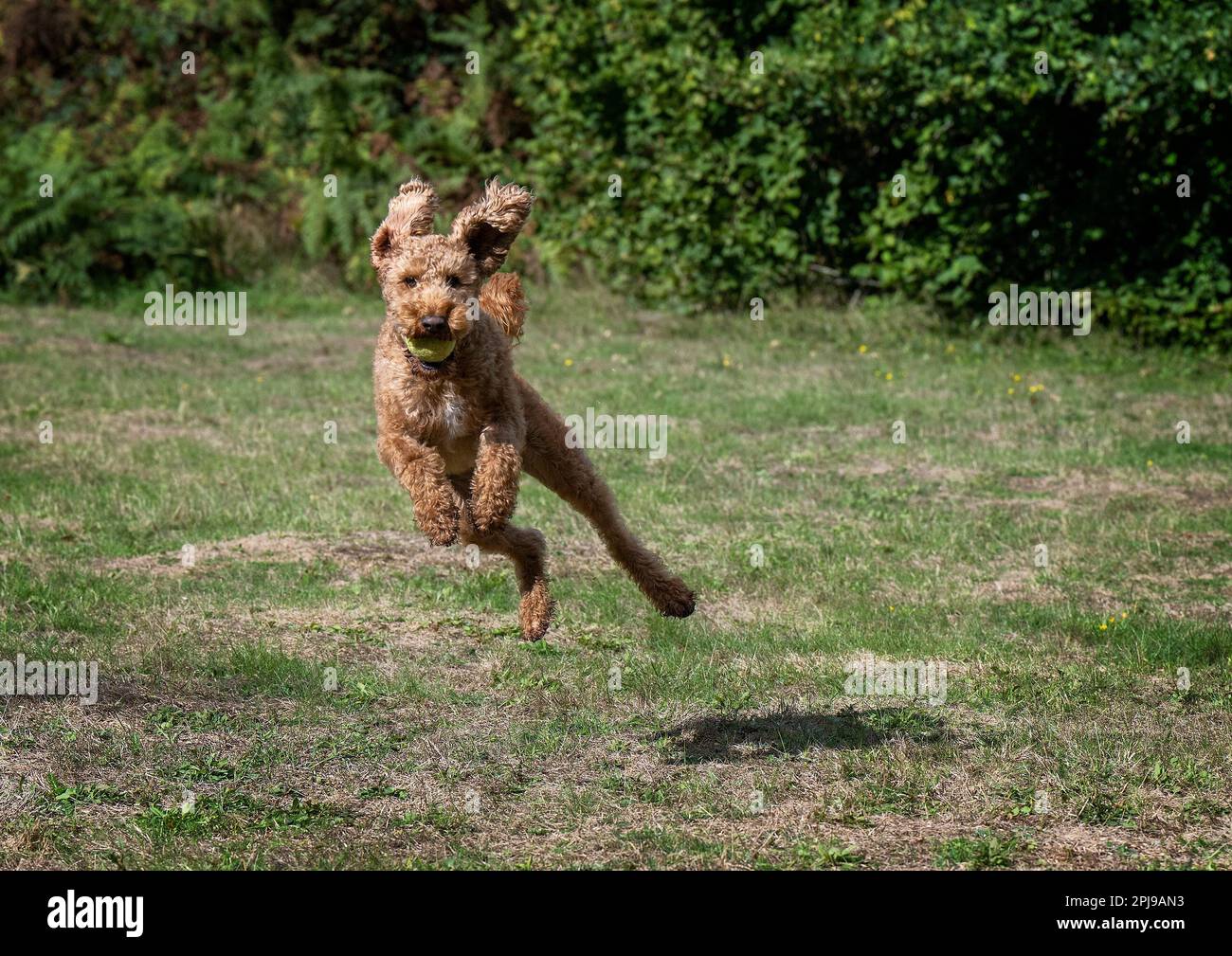 Labradoodle playing with a tennis ball Stock Photo - Alamy