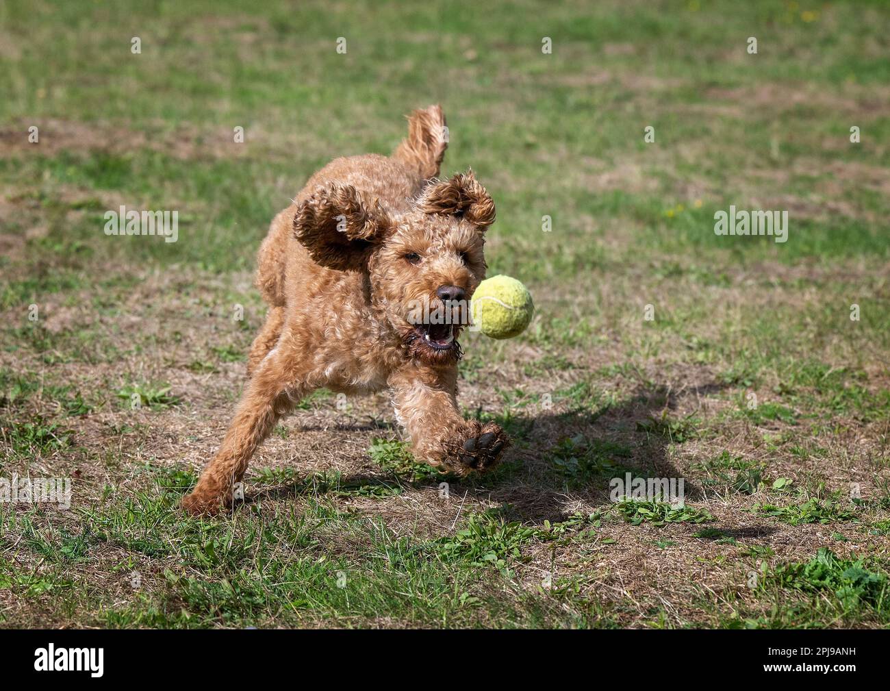 Dog playing blue ball hi-res stock photography and images - Alamy
