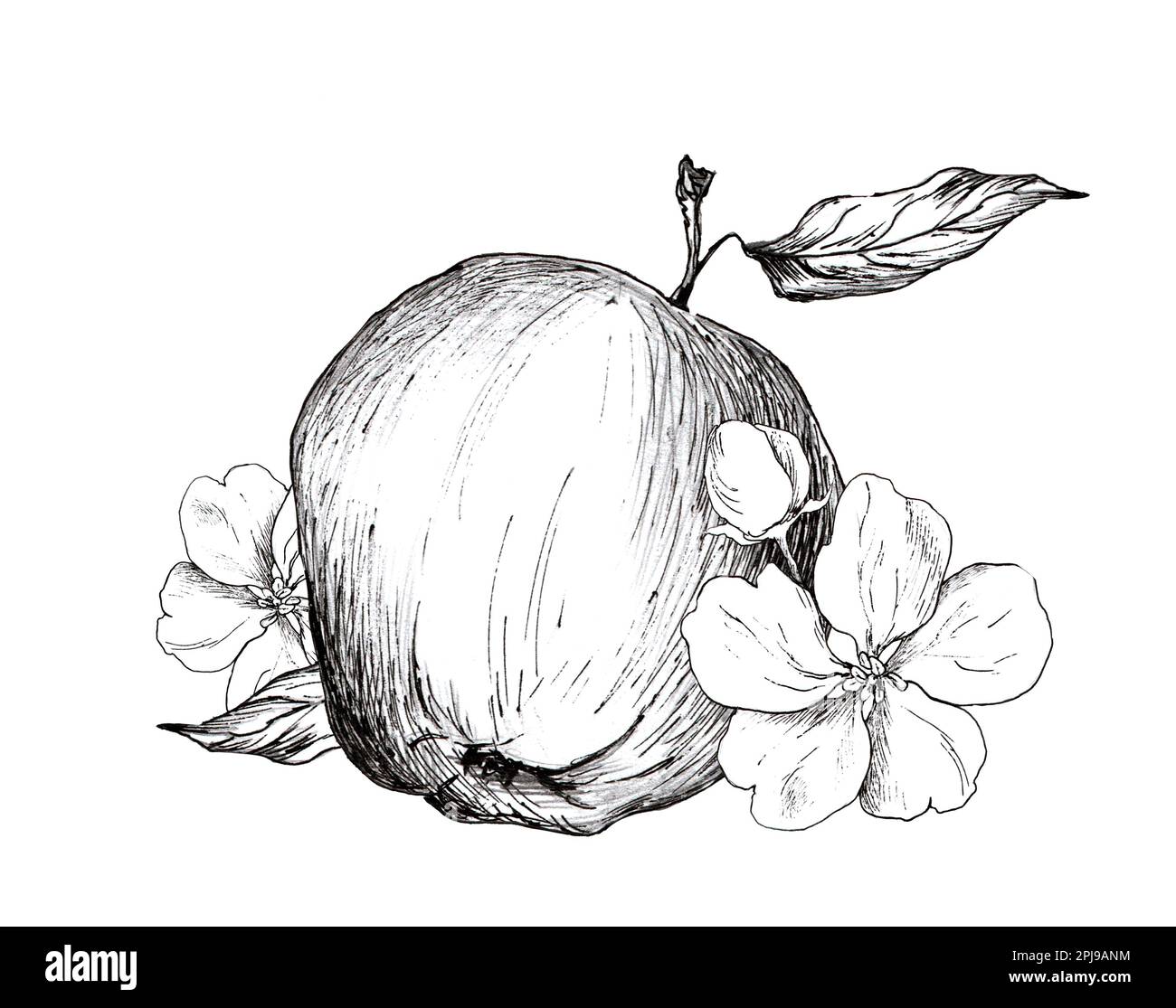 Graphic drawing of apple isolated on white background Stock Photo - Alamy