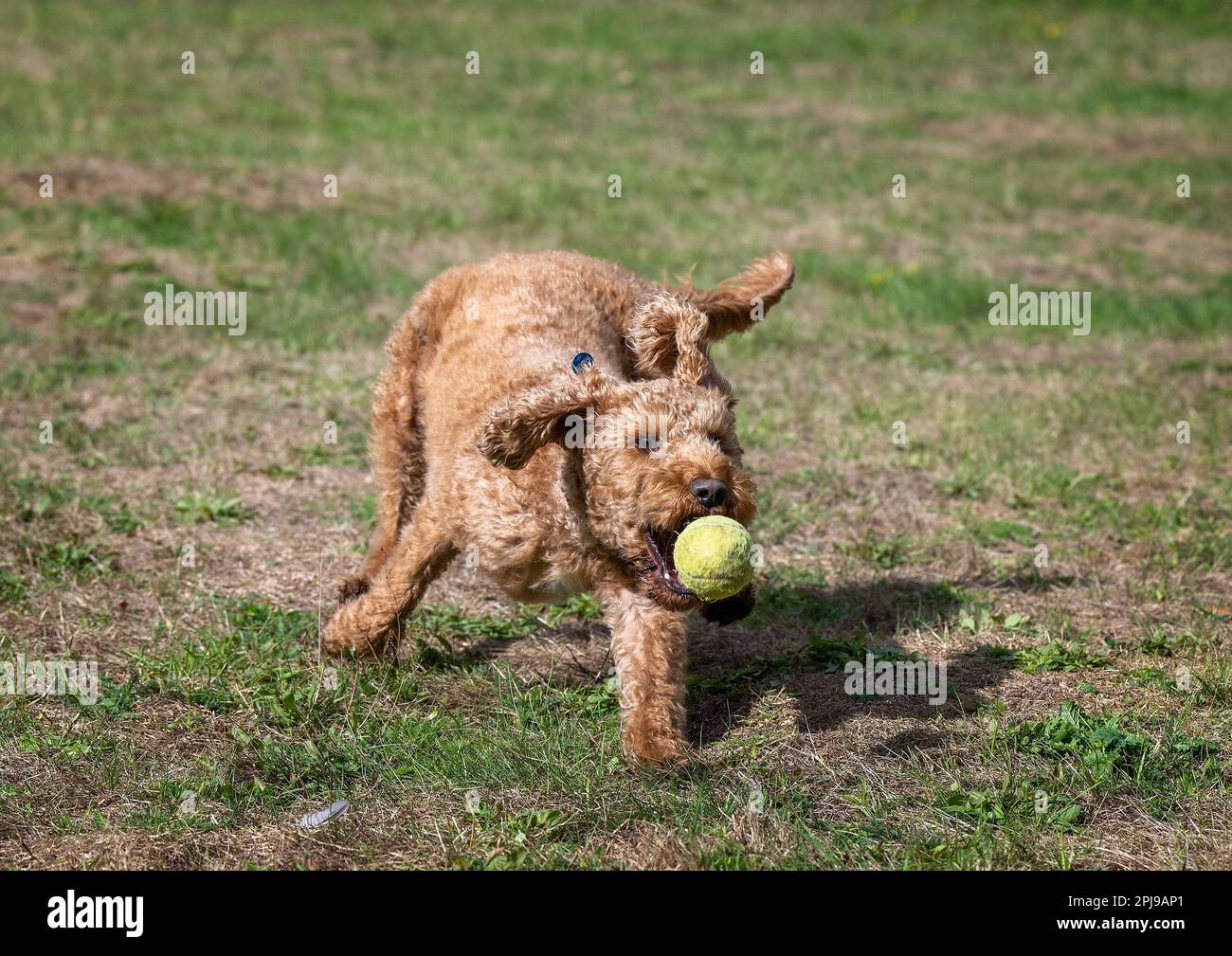 Labradoodle playing with a tennis ball Stock Photo - Alamy