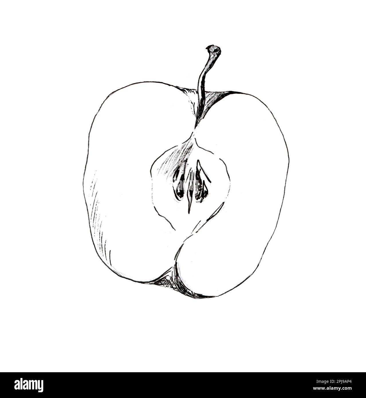 Graphic drawing of apple isolated on white background Stock Photo - Alamy