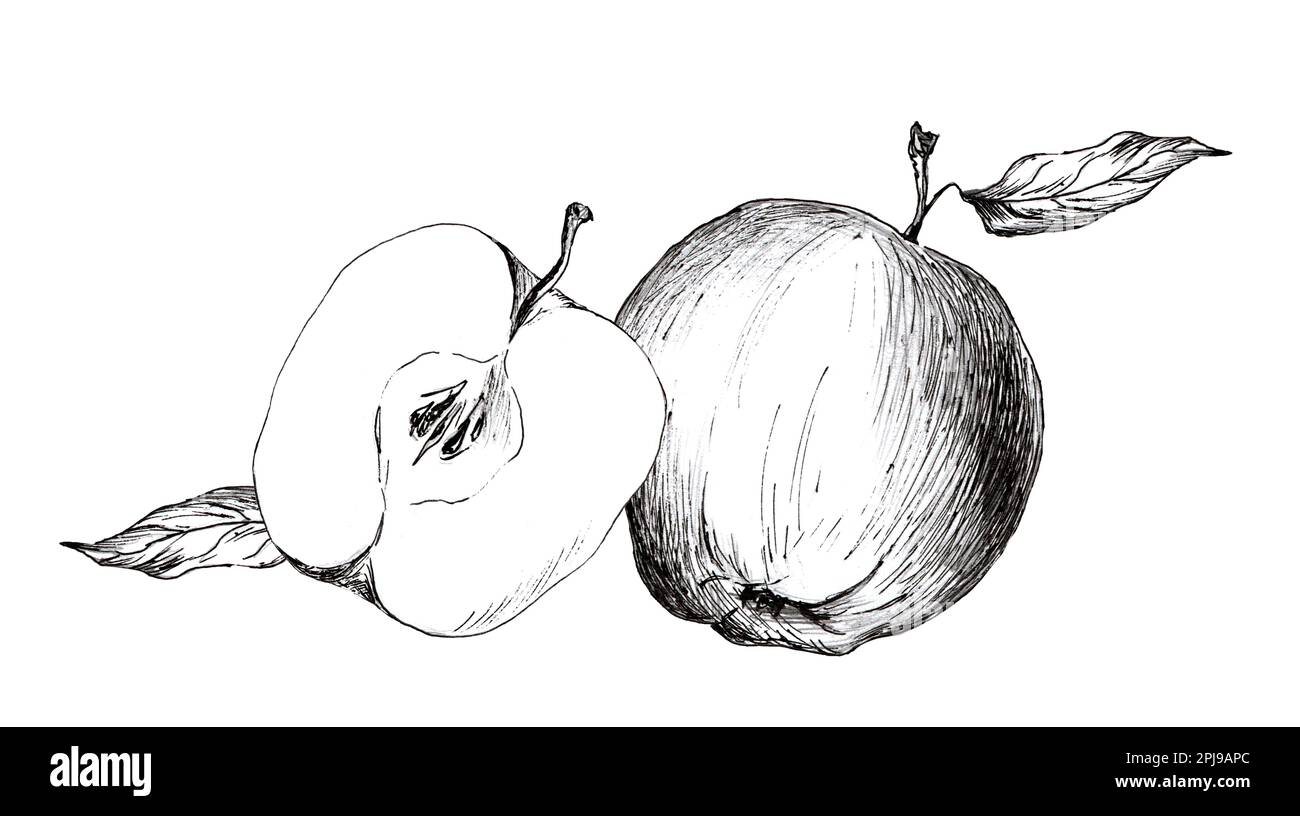 Graphic drawing of apple isolated on white background Stock Photo - Alamy