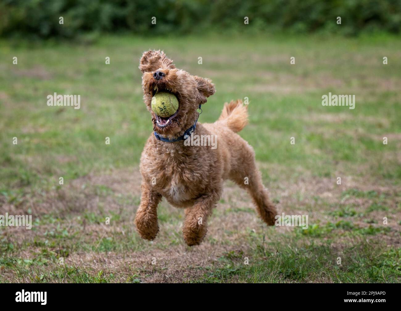 Portrait of a labradoodle in an field hi-res stock photography and ...