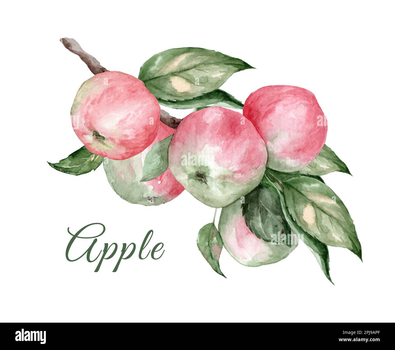 Hand drawn watercolor art illustration of sweet ripe red and green ...