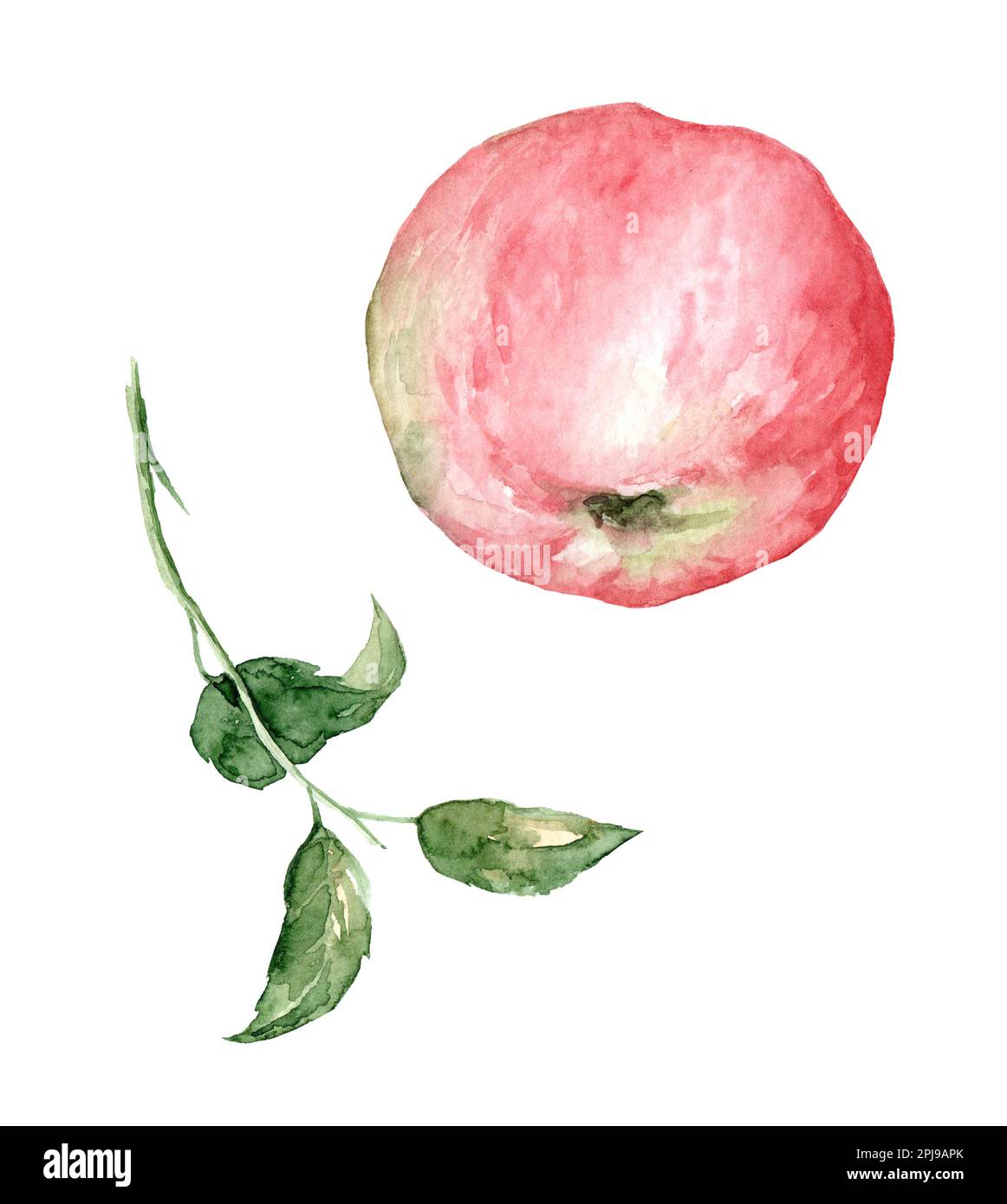 Realistic botanical watercolor illustration of red apple fruit. branch ...