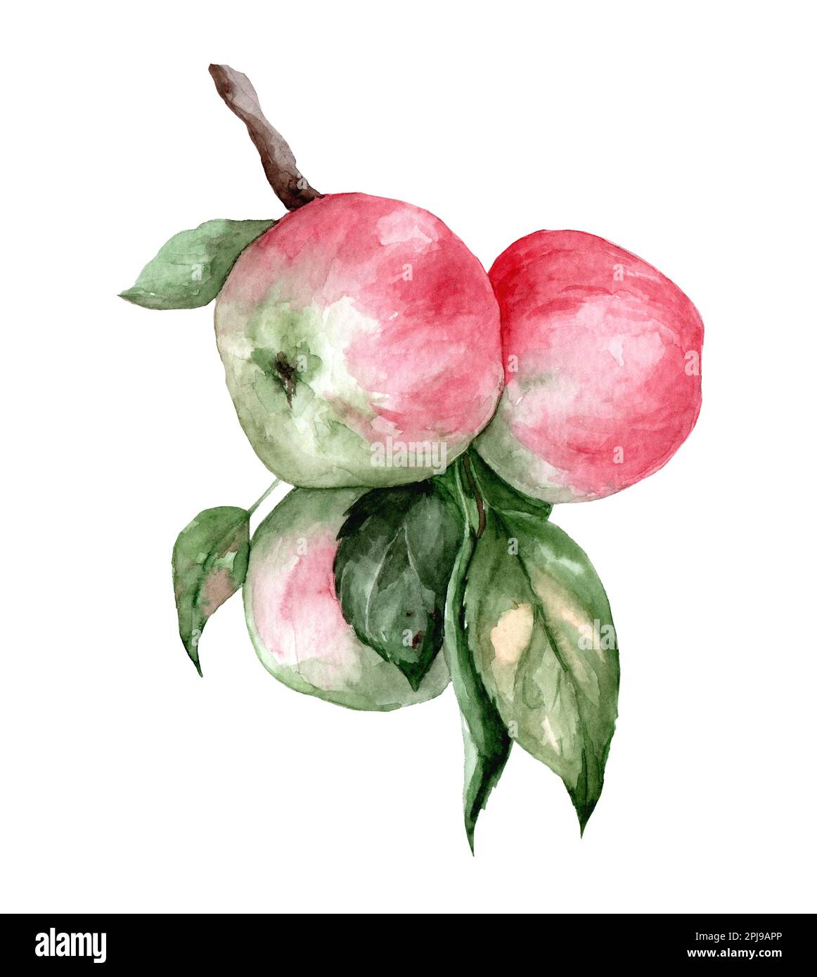 Realistic botanical watercolor illustration of red apple fruit. branch ...
