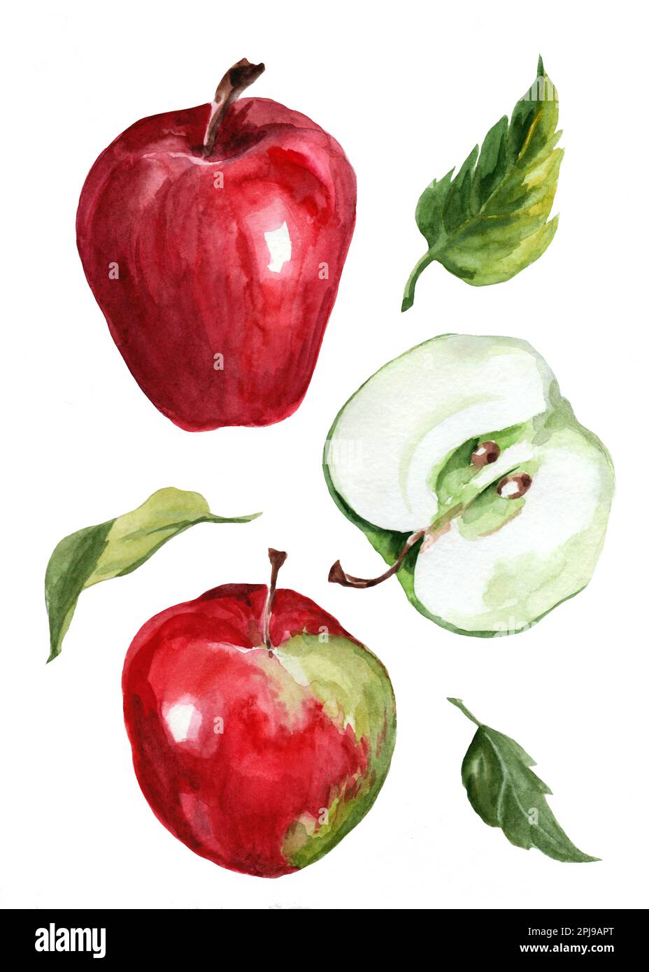 watercolor drawing of red and green apples with leaves Stock Photo - Alamy