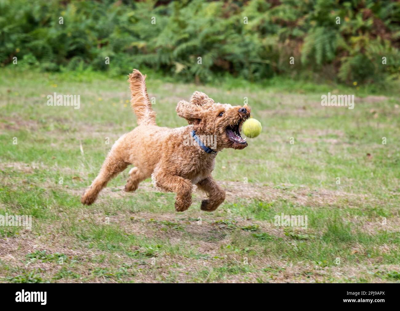 Labradoodle playing with a tennis ball Stock Photo - Alamy