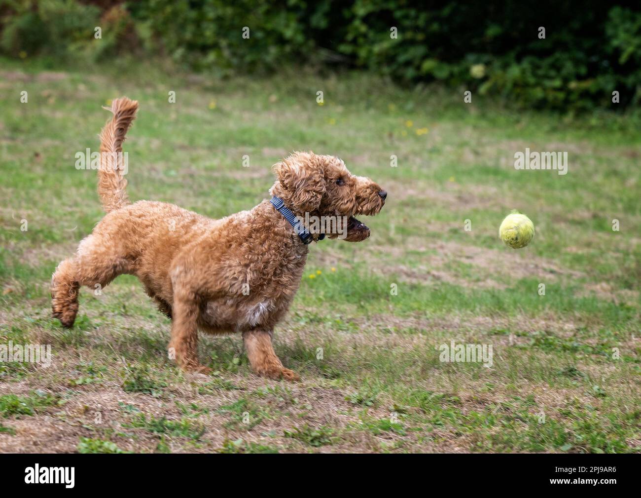 Labradoodle playing with a tennis ball Stock Photo - Alamy