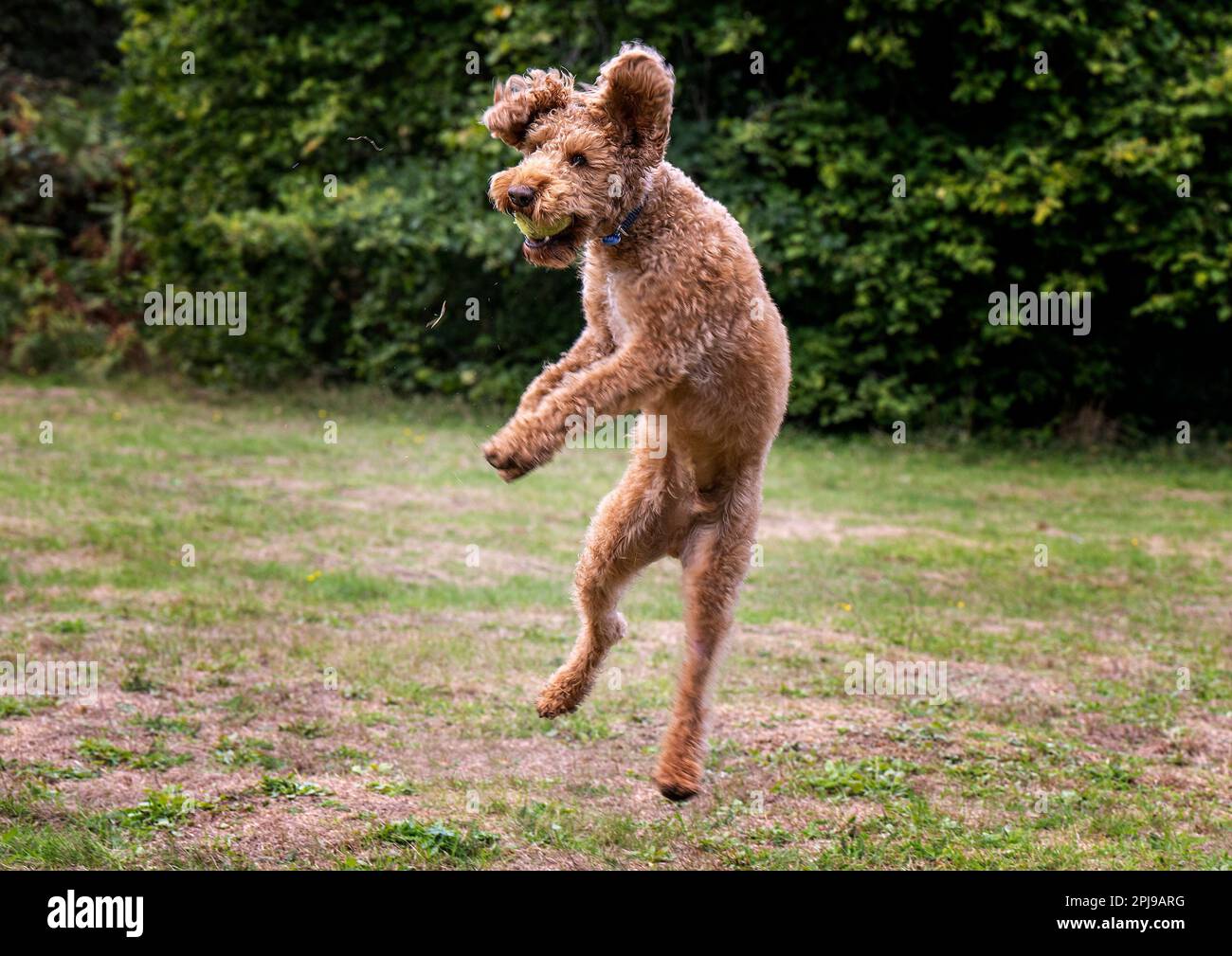 Labradoodle playing with a tennis ball Stock Photo - Alamy