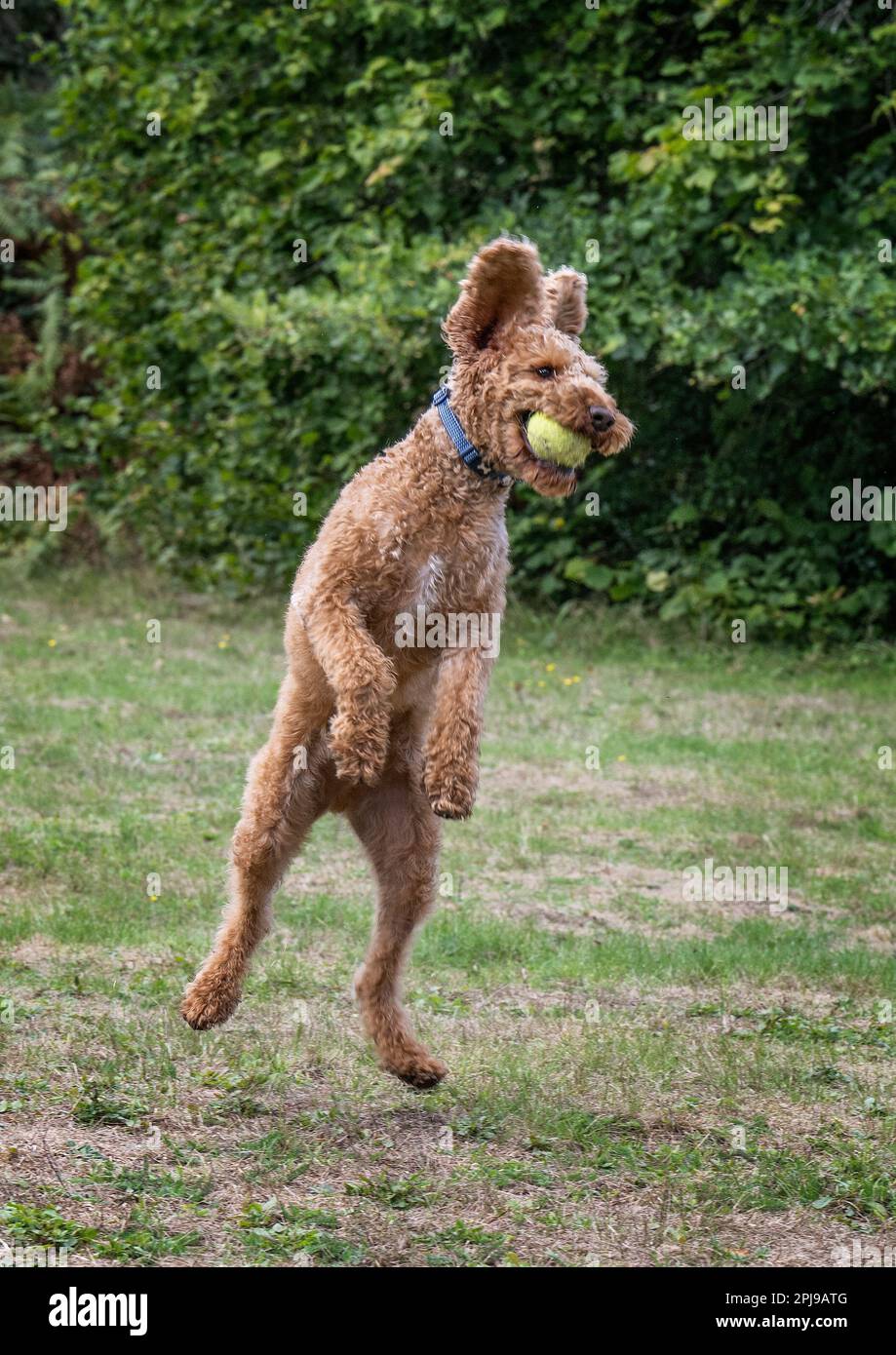 Labradoodle playing with a tennis ball Stock Photo - Alamy