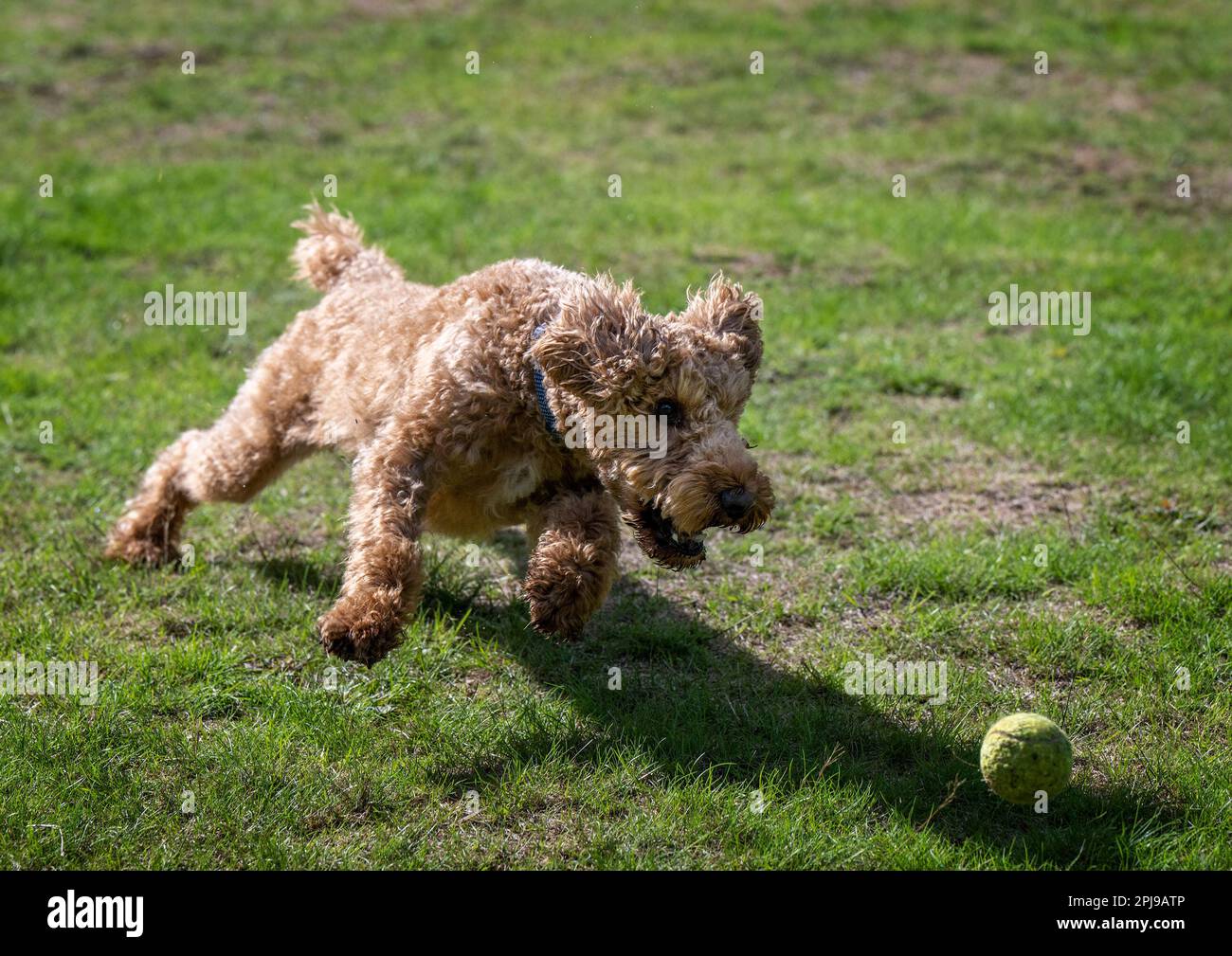 Labradoodle playing with a tennis ball Stock Photo - Alamy