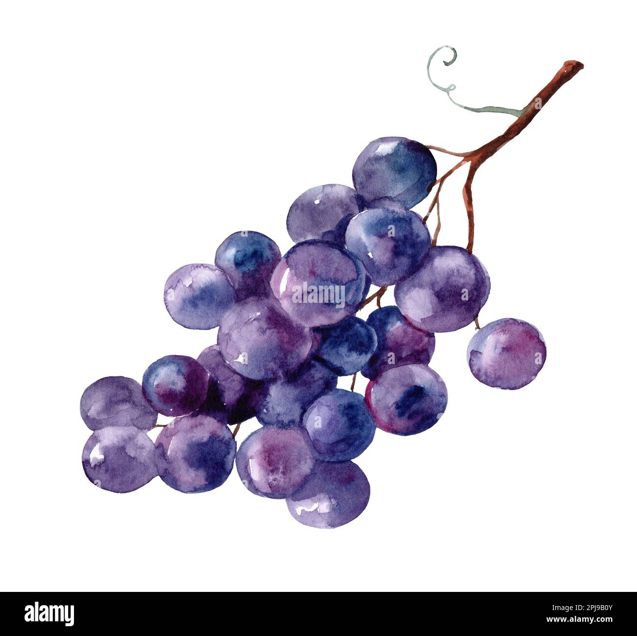 Black grape bunch watercolor image. Realistic ripe organic purple grape heap. Delicious dark ...