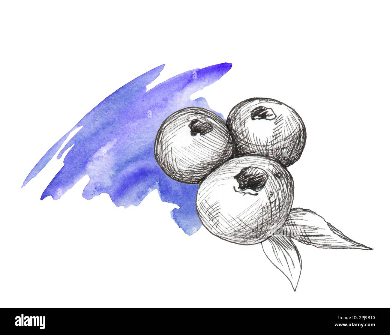 Blueberries with leaves. Graphic hand illustration isolated on white ...
