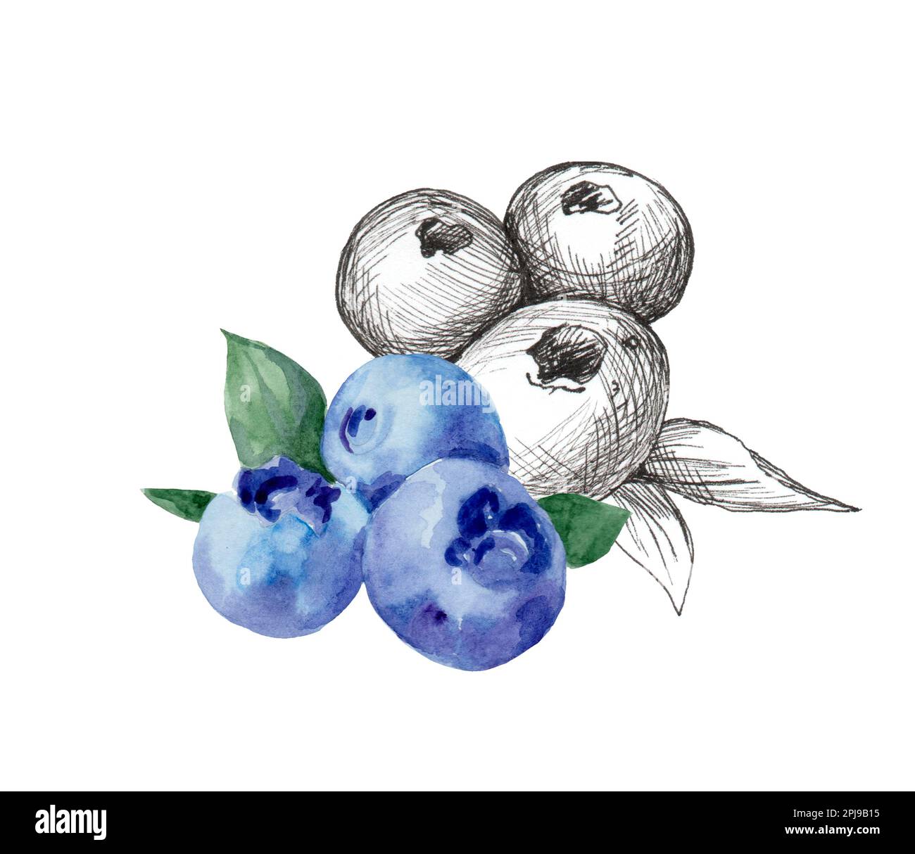 Blueberries with leaves. Graphic hand illustration isolated on white ...