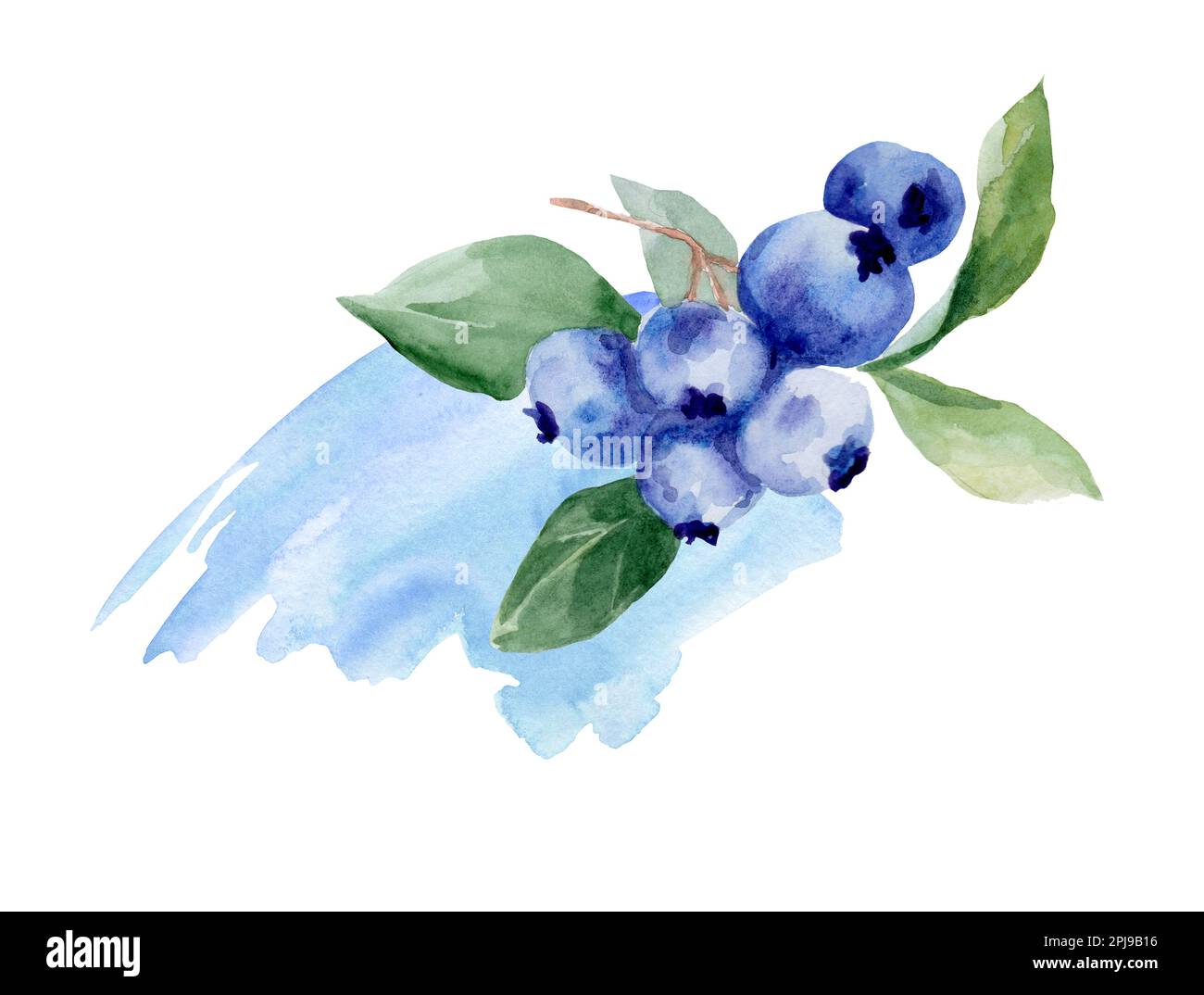 Blueberries with leaves. Graphic hand illustration isolated on white ...