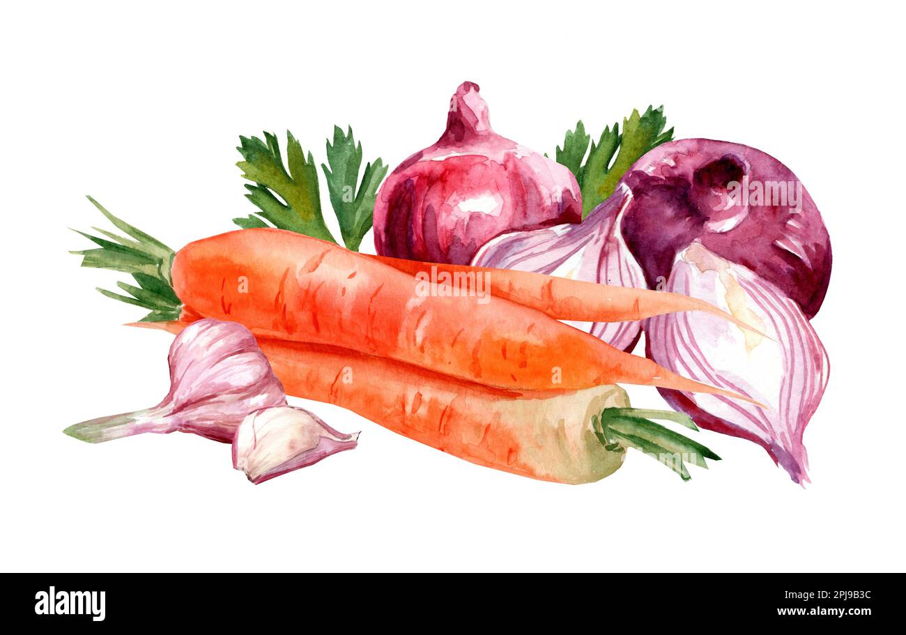 Composition of onions, garlic and carrots. Watercolor hand drawn ...