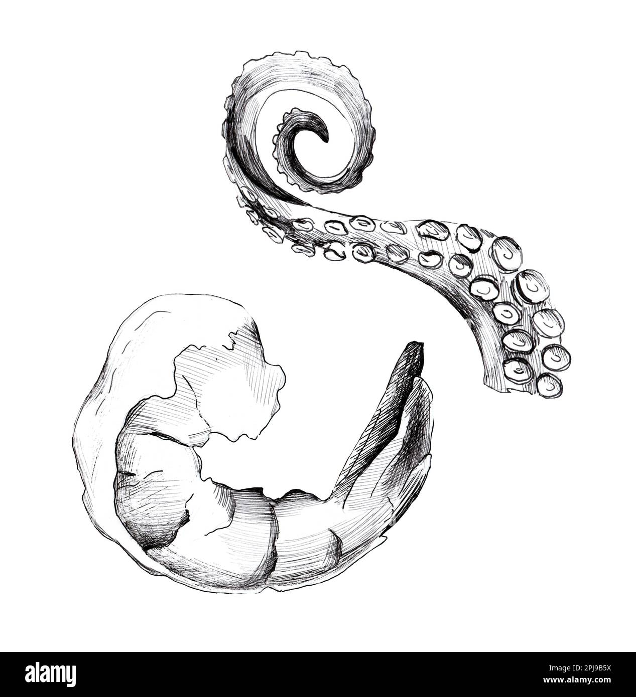 Octopus Tentacles Drawing