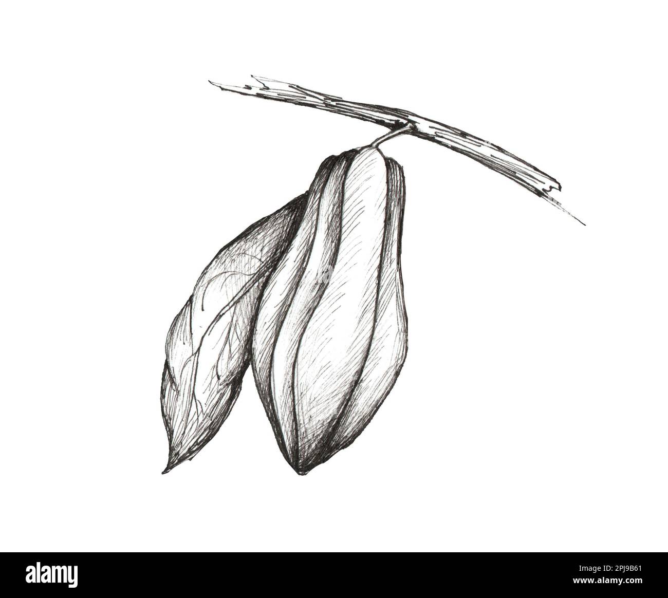 Graphic illustration of cocoa with leaves on a branch isolated on a ...