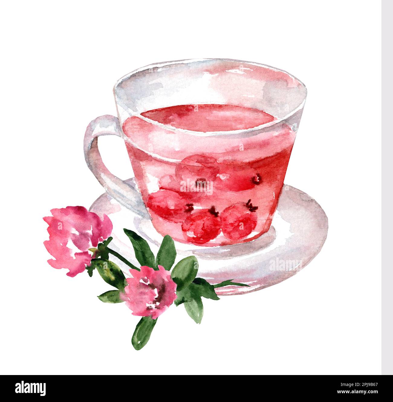 Herbal tea with fresh red rose flowers of wild clover and wild rose ...