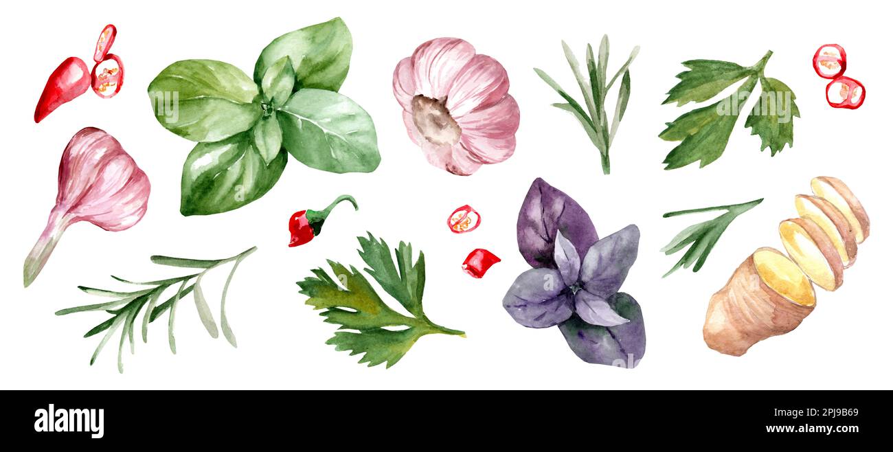 Herbs. spices. Italian herb watercolor illustration isolated on white ...