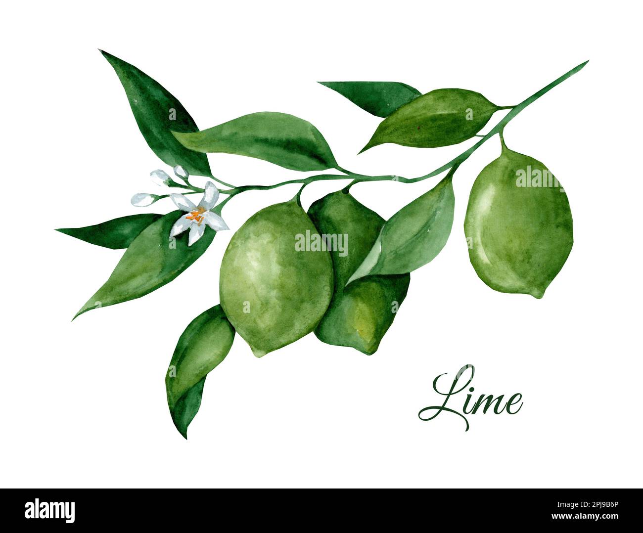 Lime branch with flowers and fruits. Watercolor hand drawn illustration ...