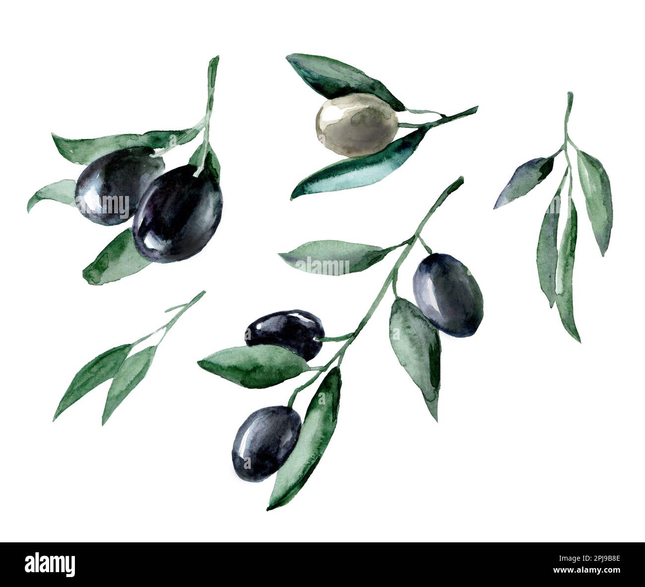 Olive branch. Set of hand drawn watercolor illustrations of green ...
