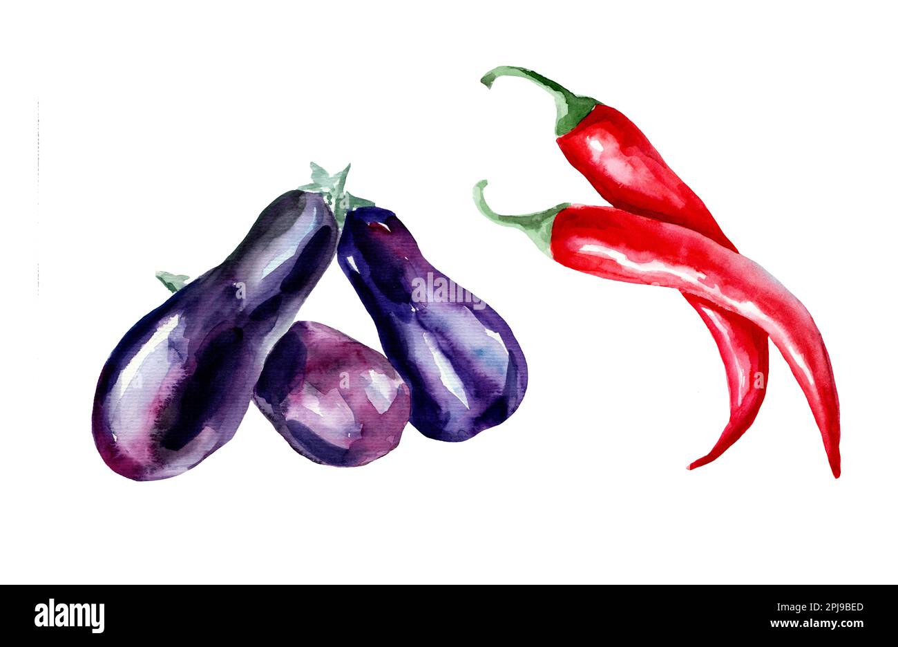 Chili plant drawing hi-res stock photography and images - Alamy
