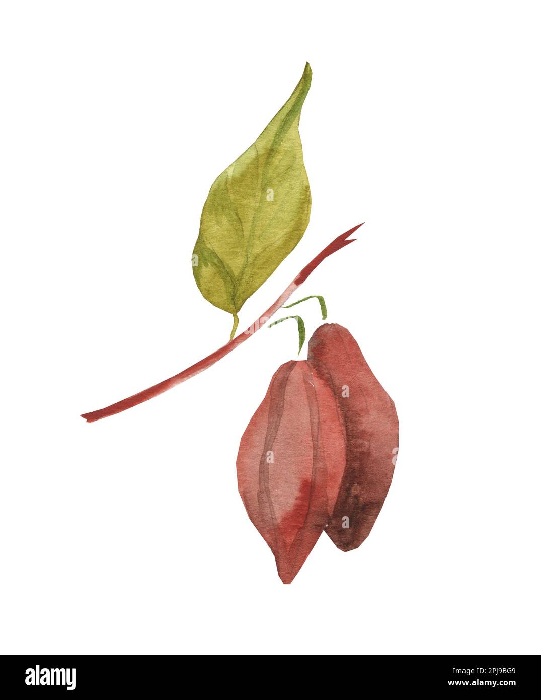 Watercolor illustration of cocoa beans on a branch isolated on a white ...
