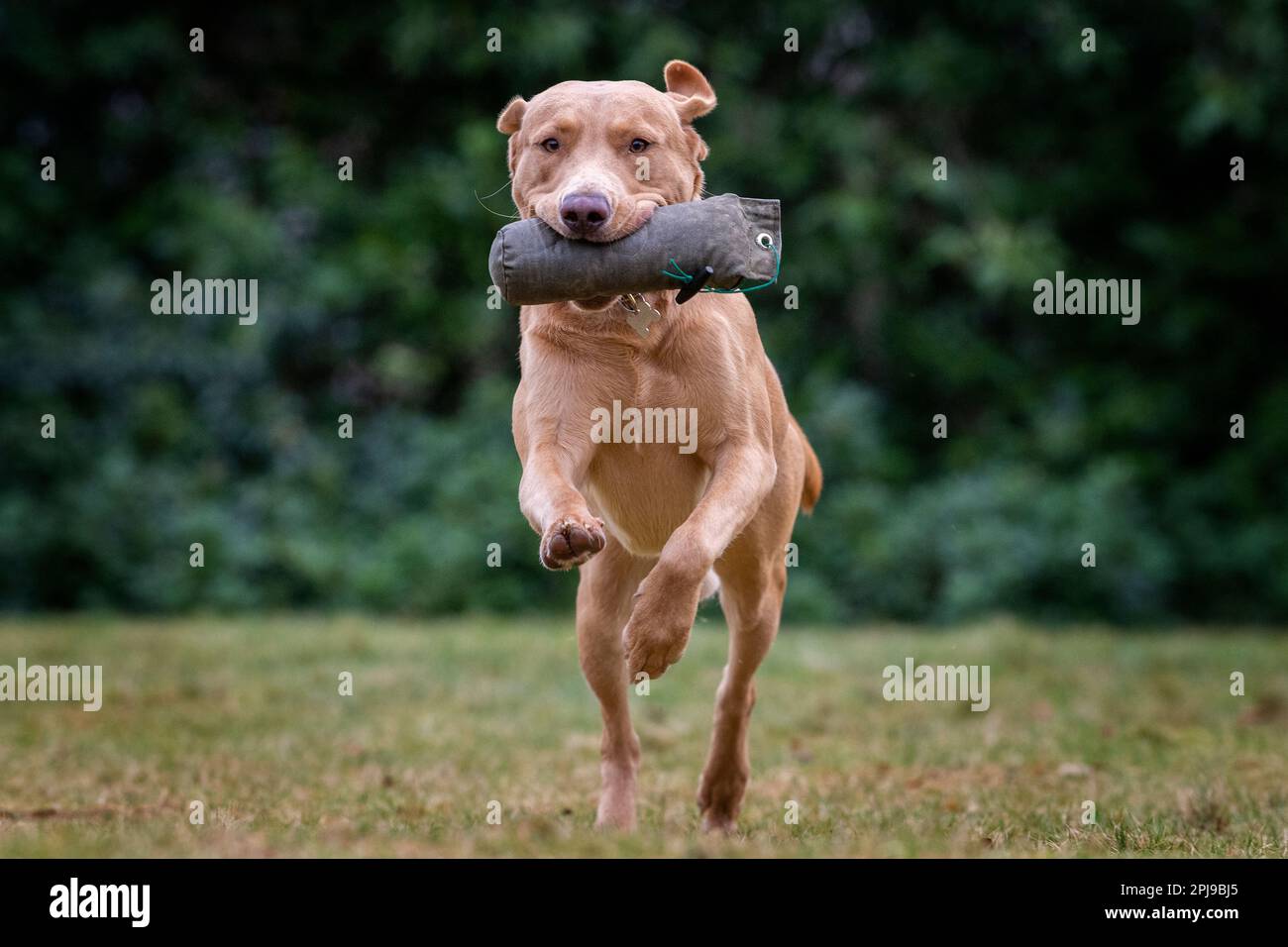 Portraits of a Fox Red Labrador during a gundog training session Stock ...