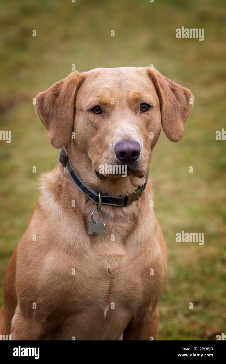 Fox red labrador portraits hi-res stock photography and images - Alamy