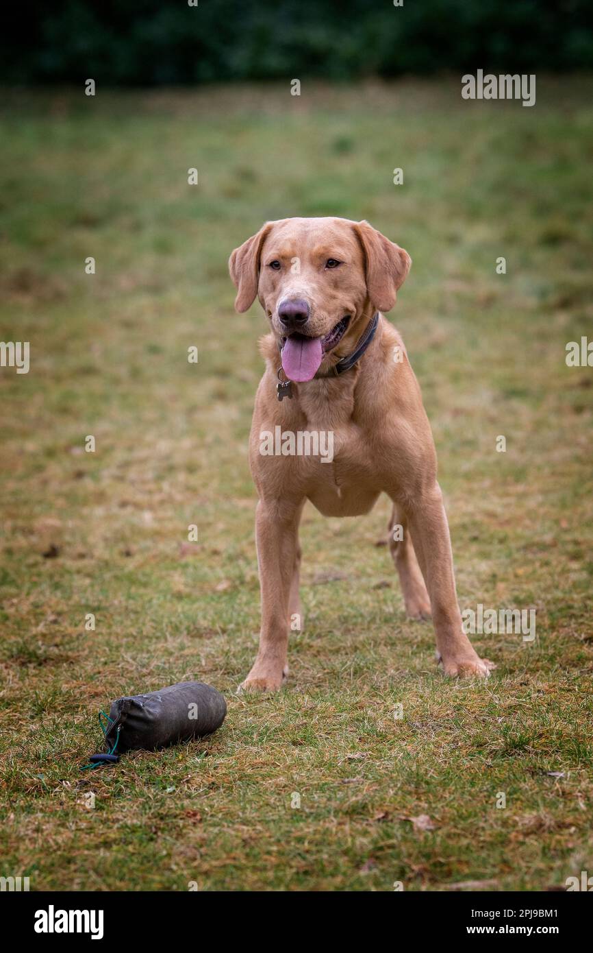 Labrador standing in field with gun dog dummy hi-res stock photography ...