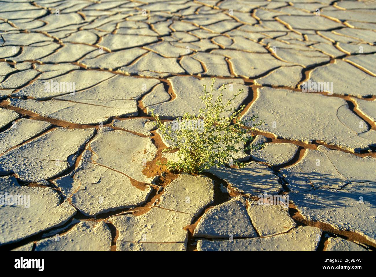 SINGLE PLANT ALONE IN DRY CRACKED DESERT PAVEMENT Stock Photo - Alamy