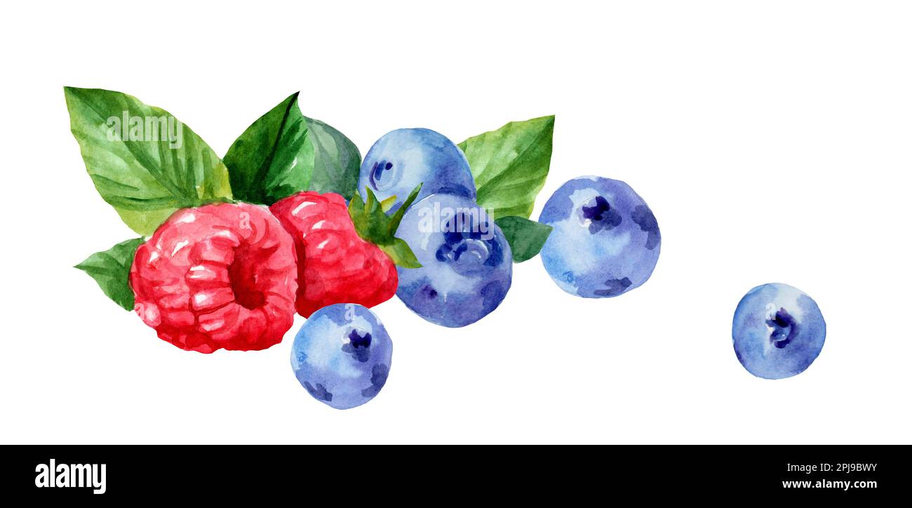 Wild forest blueberries and raspberries. Watercolor hand drawn ...