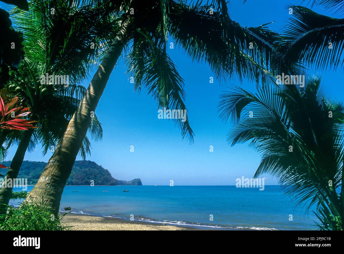 PALM TREES PLAYA AGUJA BEACH TARCOLES PACIFIC COASTLINE COSTA RICA ...