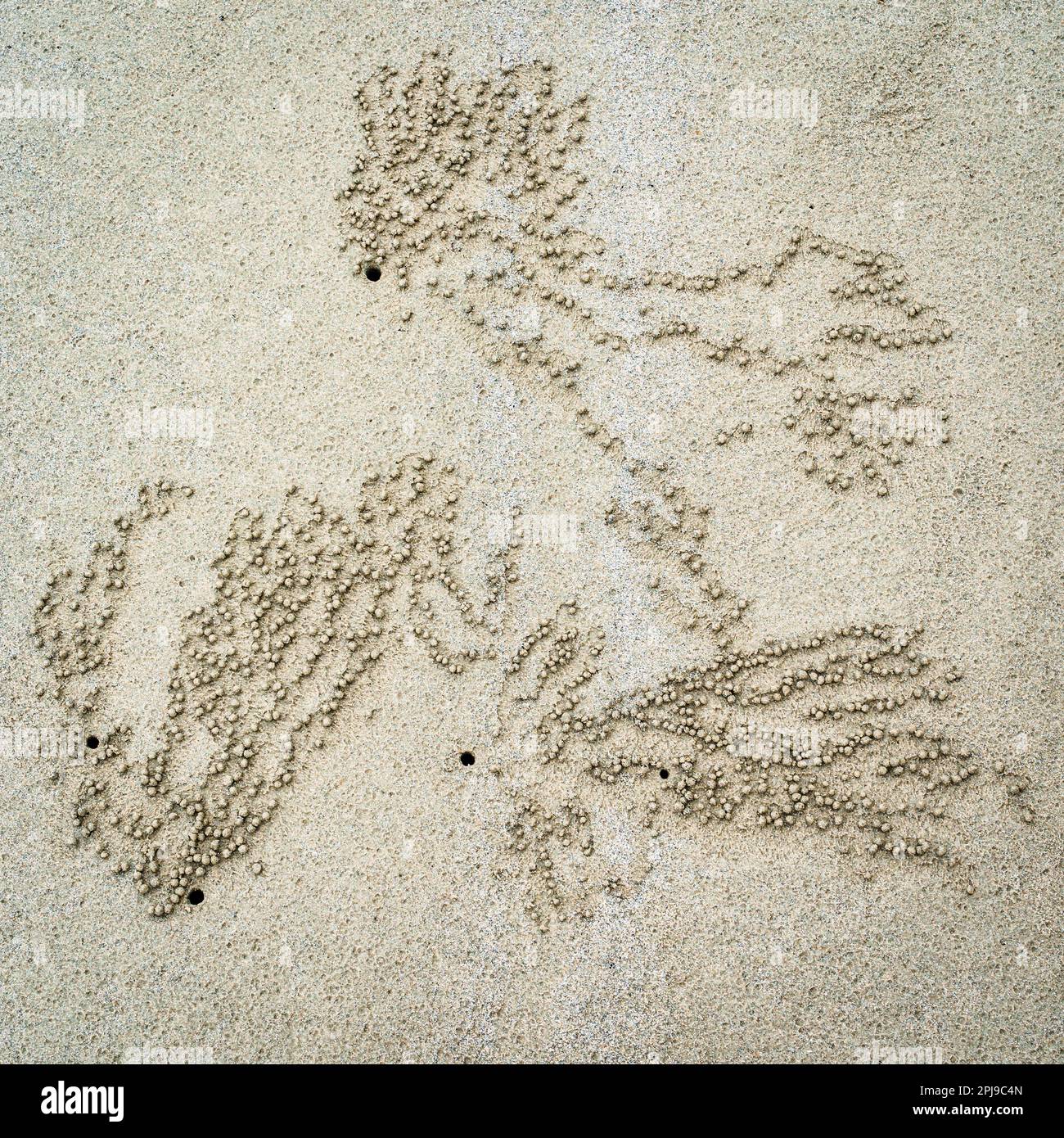 Sand Bubbler Crab Pellets at Cape Tribulation Stock Photo - Alamy