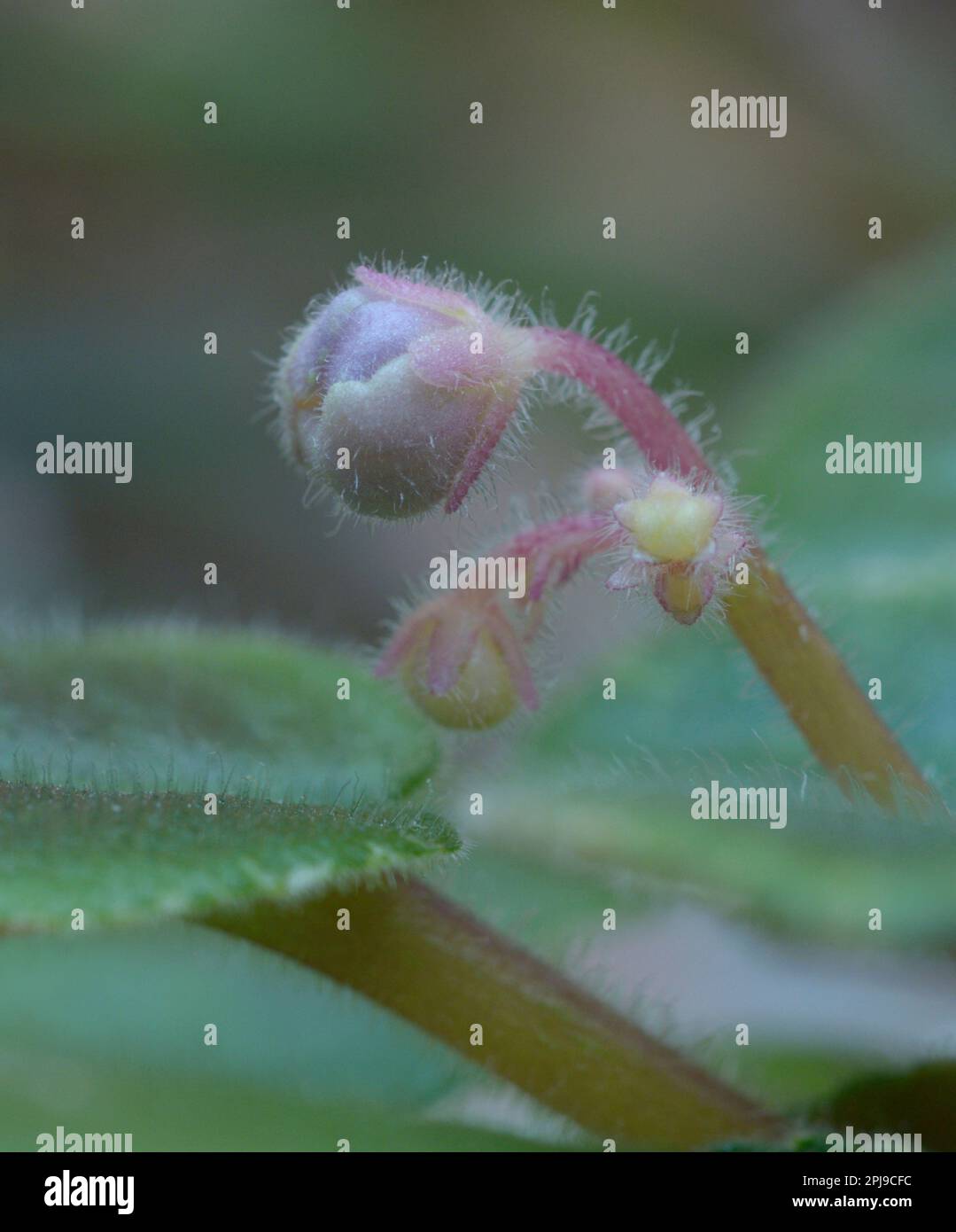 Burgeons of violet growing in a greenhouse Stock Photo - Alamy
