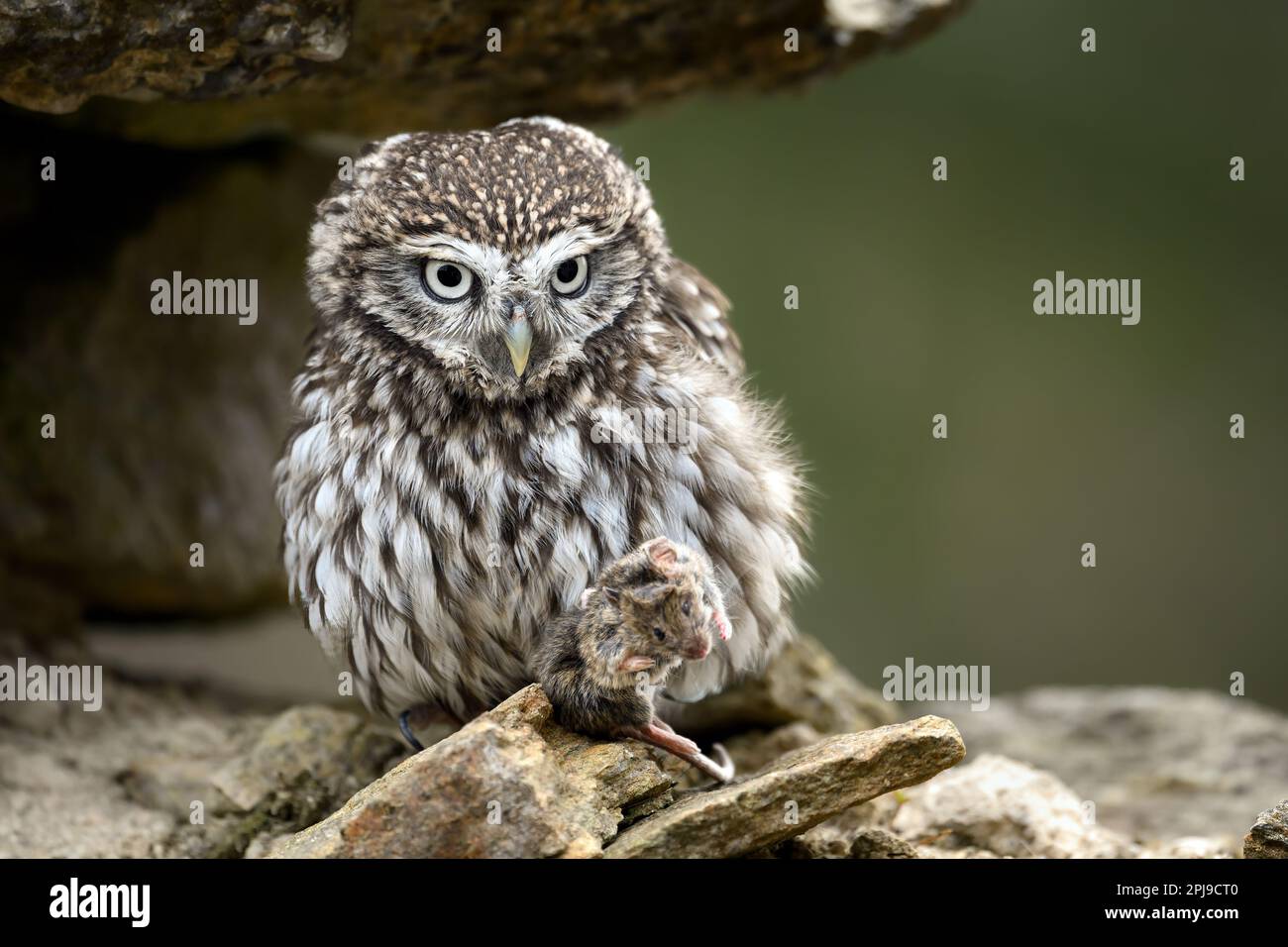 The common owl is preparing a snack Stock Photo - Alamy