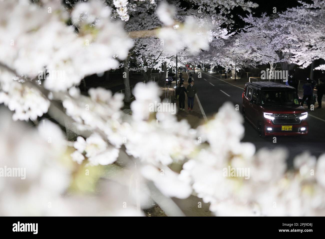 A row of cherry tree blossoms is lit up in Tomioka town, Fukushima ...