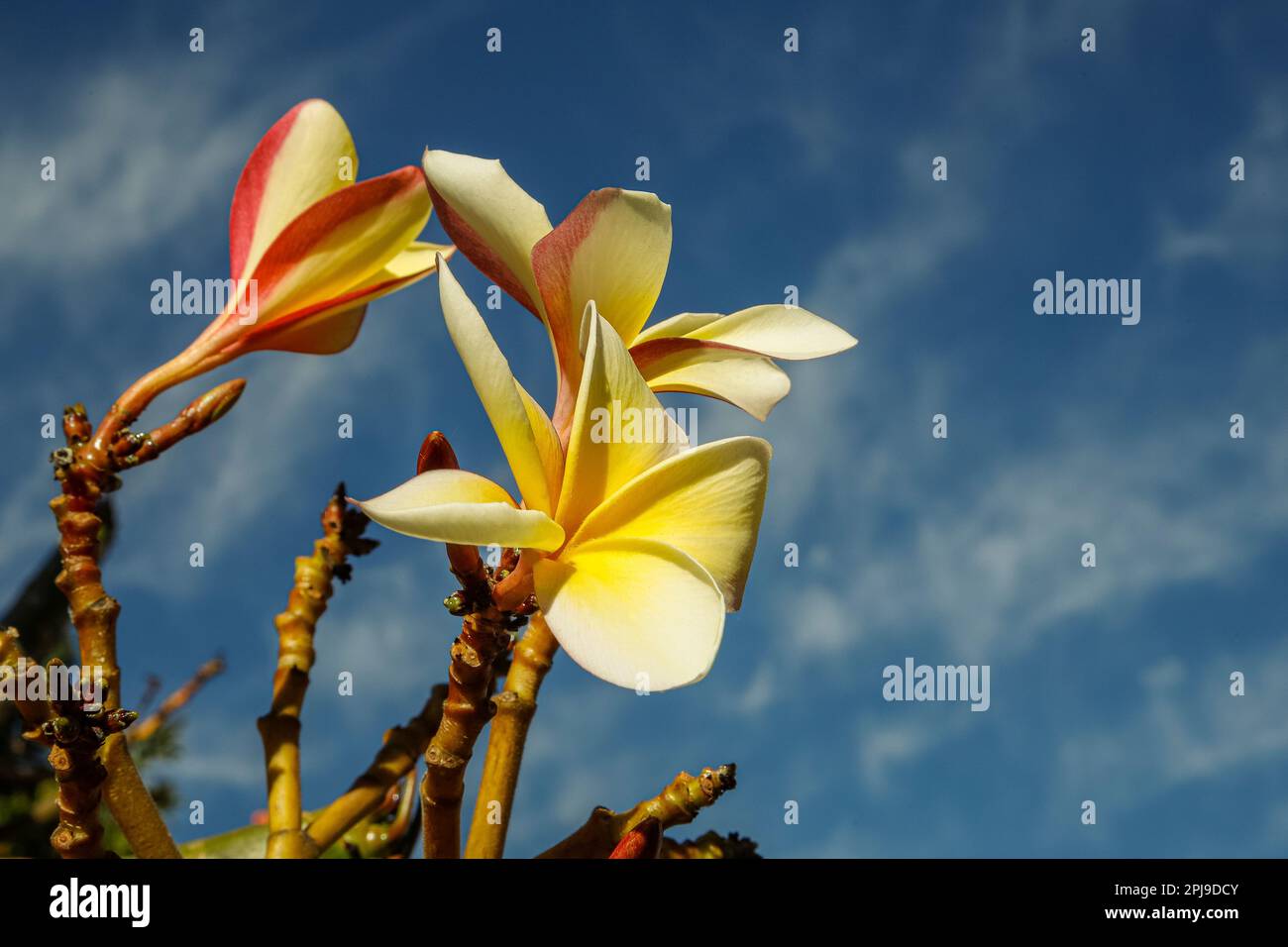 blossoms of plumeria rubra, frangipani, red paucipan or temple tree ...