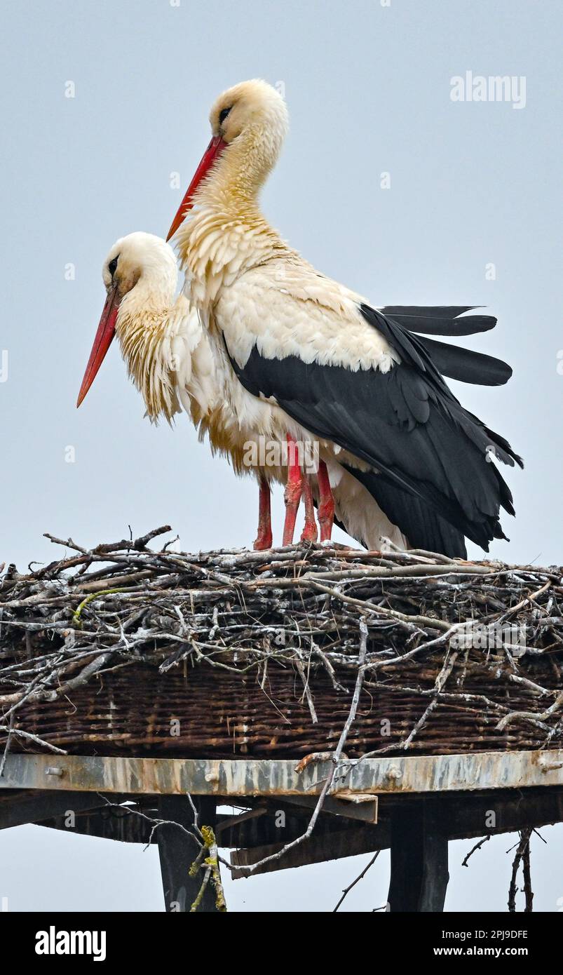 Schlepzig, Germany. 01st Apr, 2023. A pair of white storks stands in ...