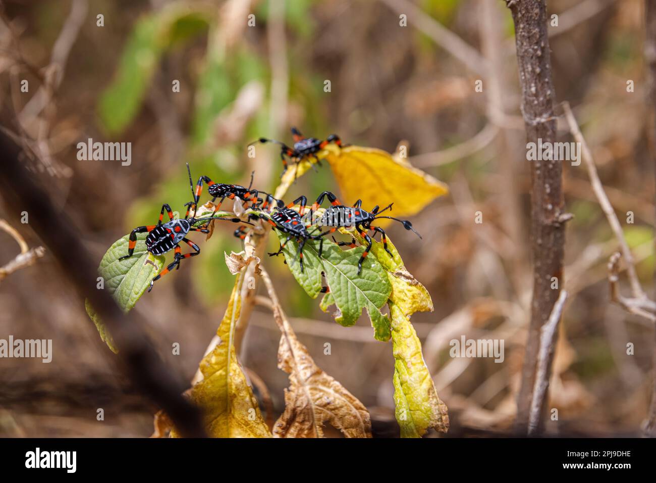 Cosahui hi-res stock photography and images - Alamy
