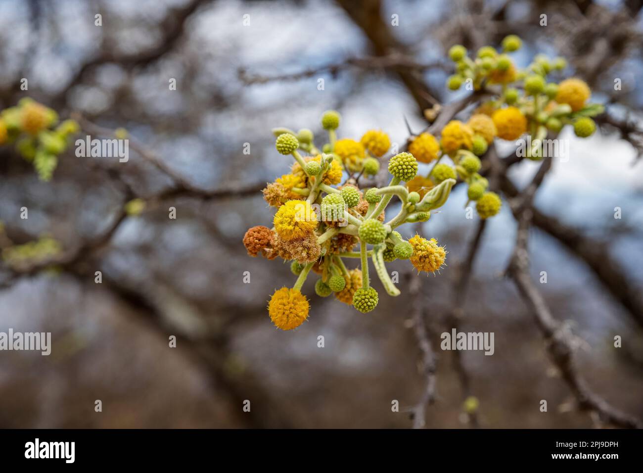 the blossoms of acacia, mimosa, thorntree or wattle Stock Photo - Alamy