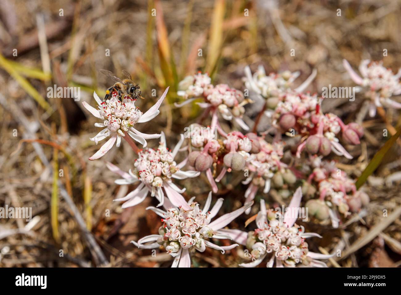 Leontopodium discolor hi-res stock photography and images - Alamy