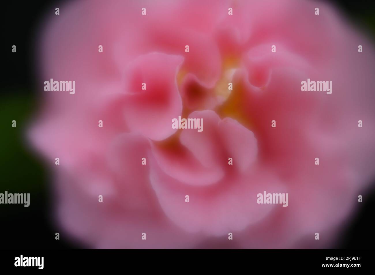 Macro image of a single double pink camelia flower out of focus with an ...
