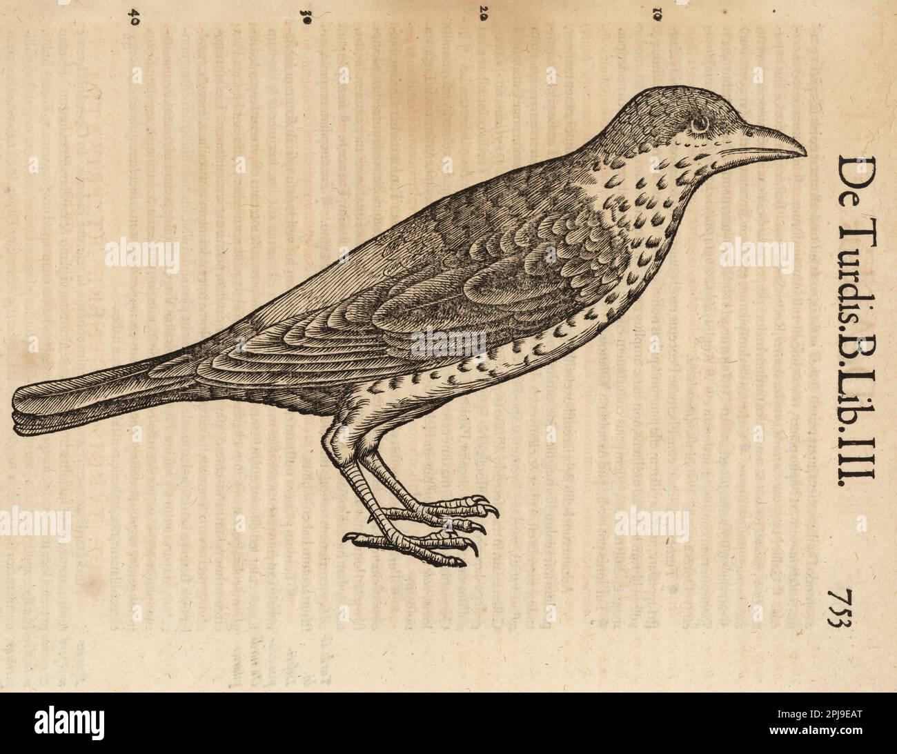 Species of thrush, possibly the song thrush, Turdus philomelos. De ...